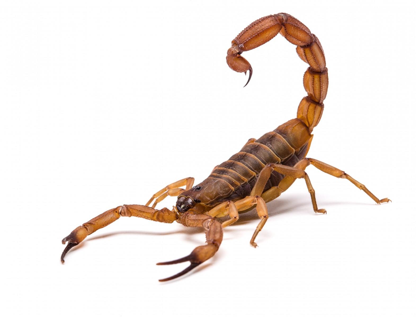 Scorpion Control Services in Dubai | Safe Professional Treatment